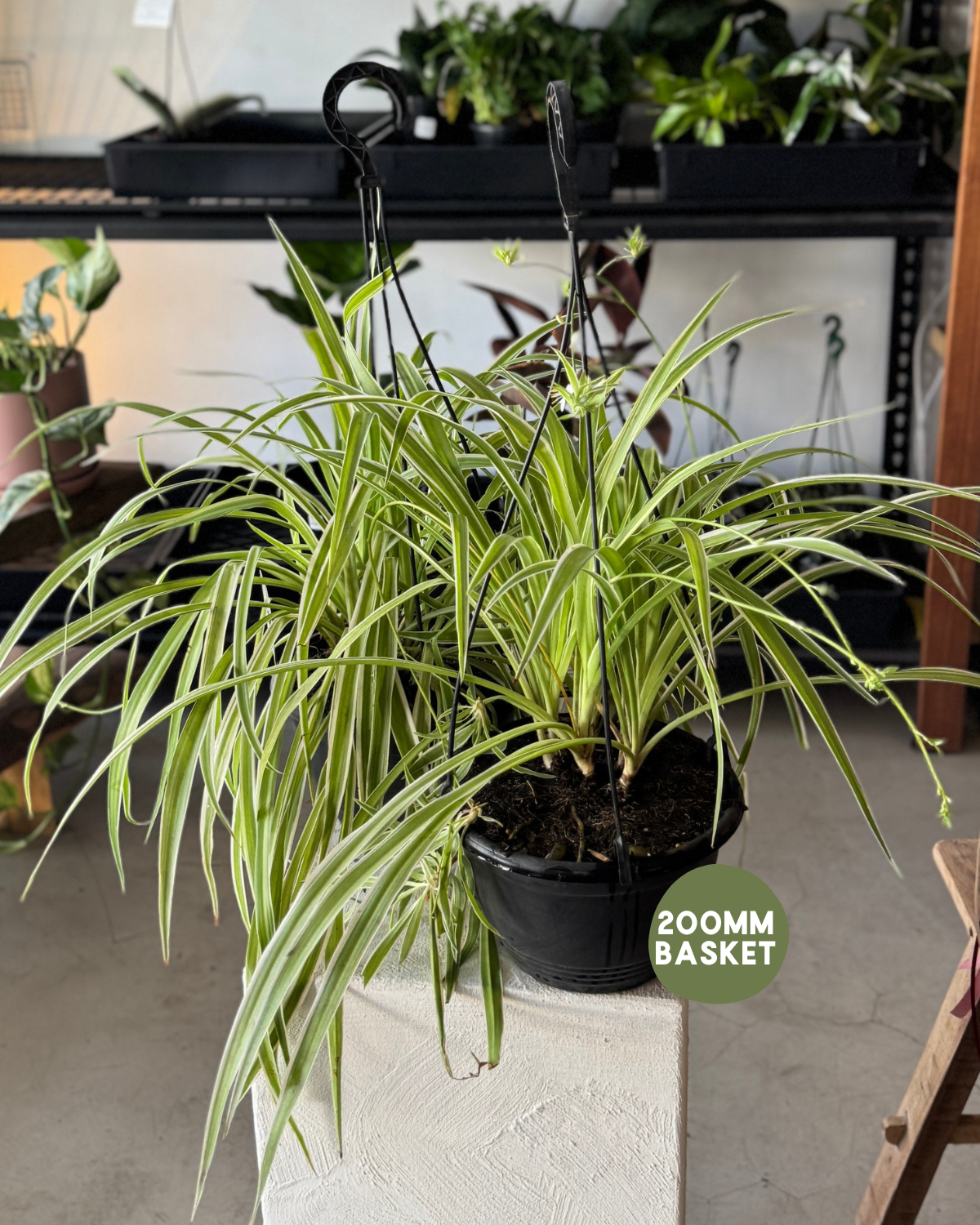 THE FLORA BAR by POLLY & CO l 🪴 Spider Plant (Chlorophytum Comosum ...
